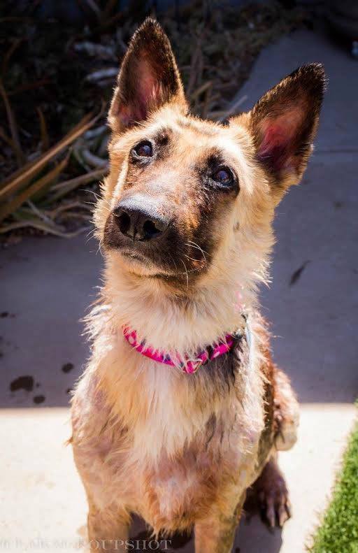 We Remember - Saving Paws Rescue Arizona