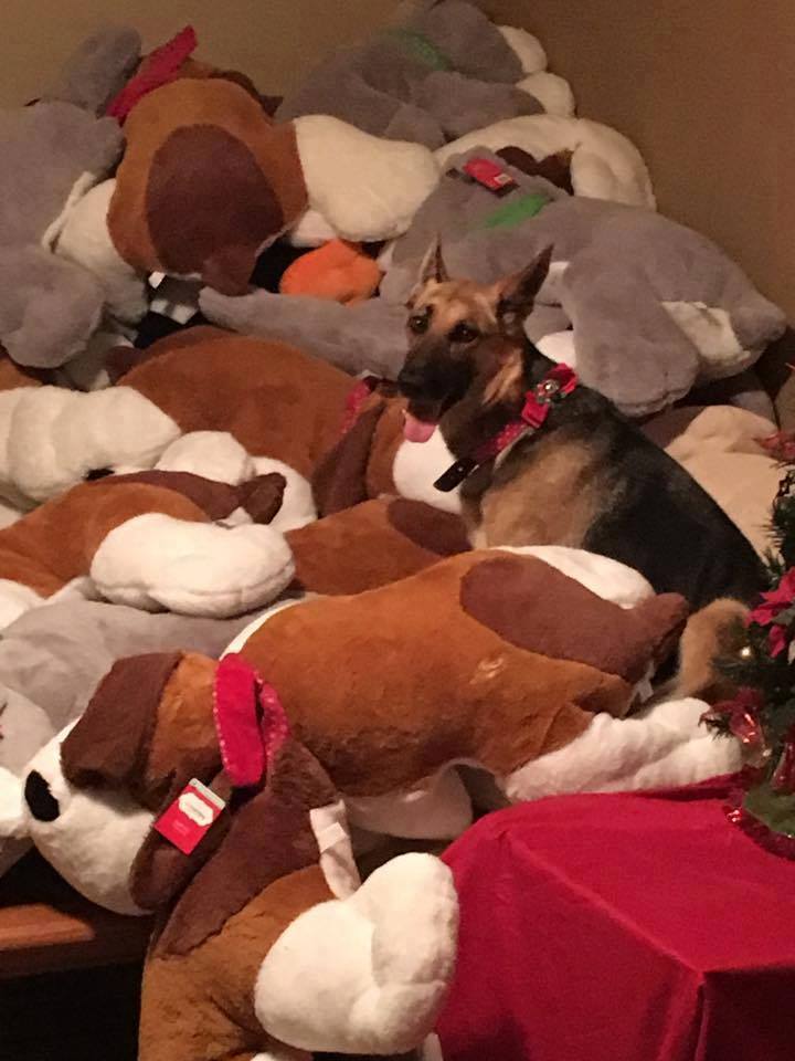 We Remember - Saving Paws Rescue Arizona