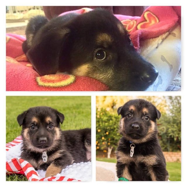 We Remember - Saving Paws Rescue Arizona