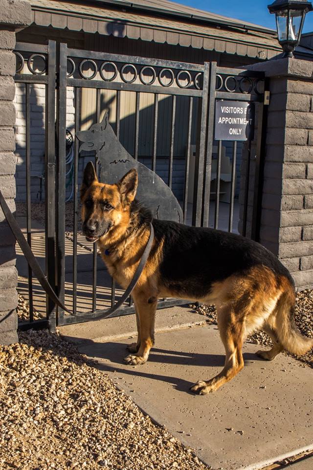 Love For Life Program - Saving Paws Rescue Arizona