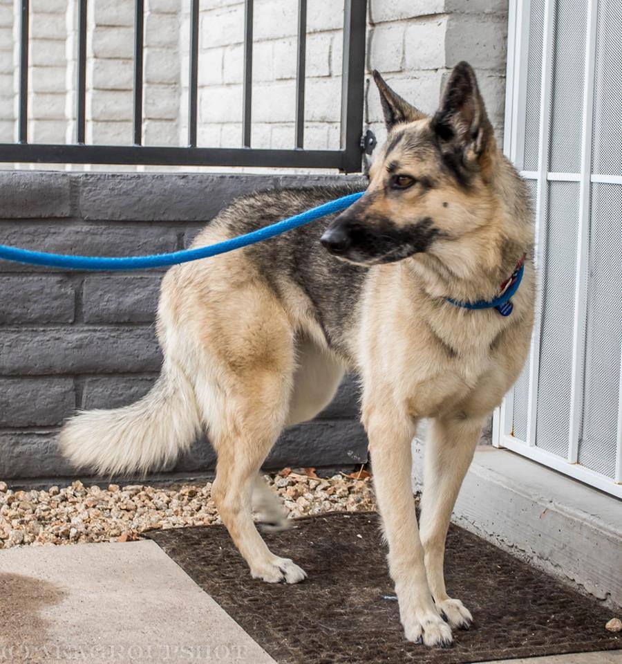 We Remember - Saving Paws Rescue Arizona