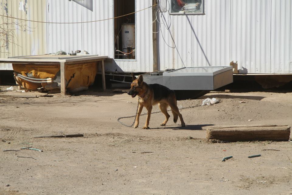 About Our Rescue - Saving Paws Rescue Arizona