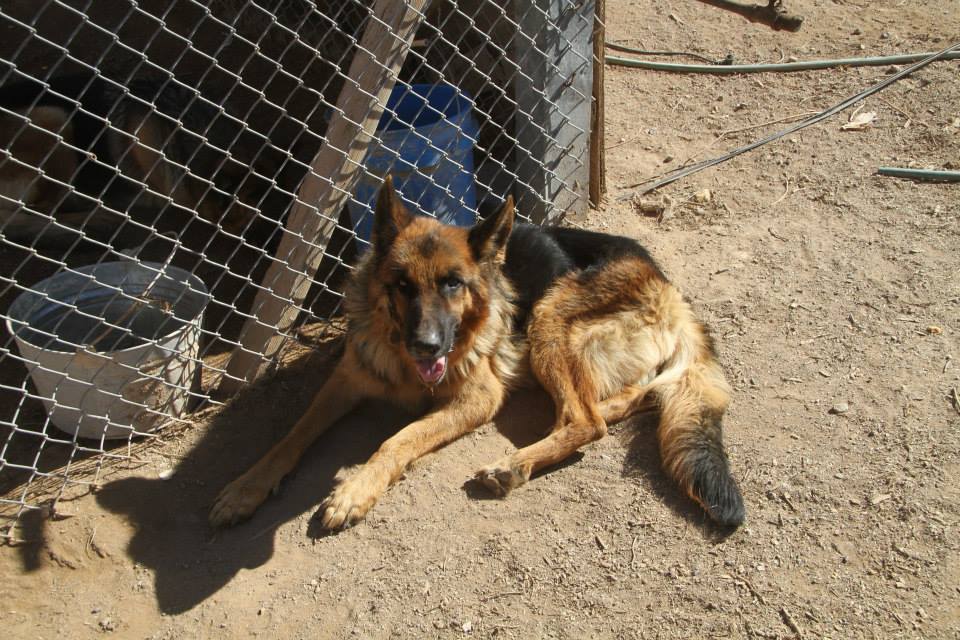 About Our Rescue - Saving Paws Rescue Arizona