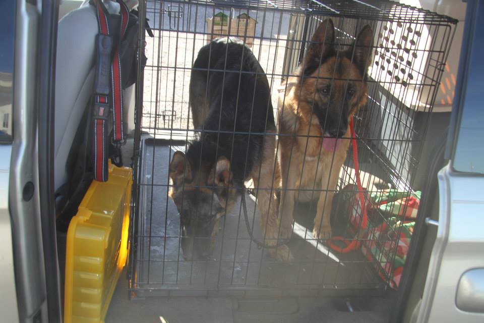 About Our Rescue - Saving Paws Rescue Arizona