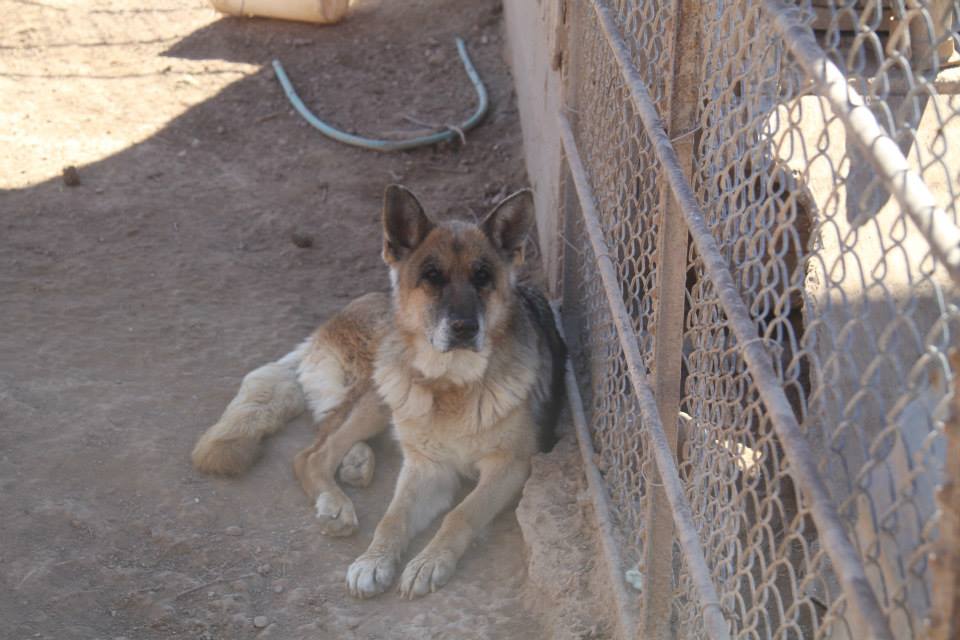 About Our Rescue - Saving Paws Rescue Arizona