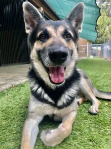 Home - Saving Paws Rescue Arizona