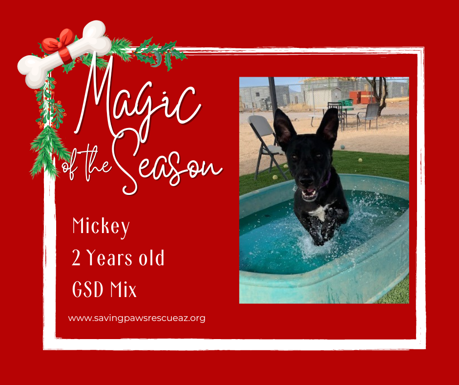 Home - Saving Paws Rescue Arizona