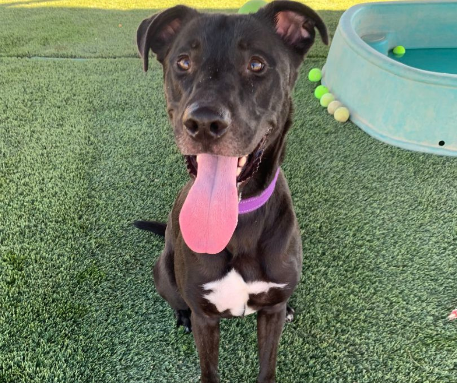 Home - Saving Paws Rescue Arizona