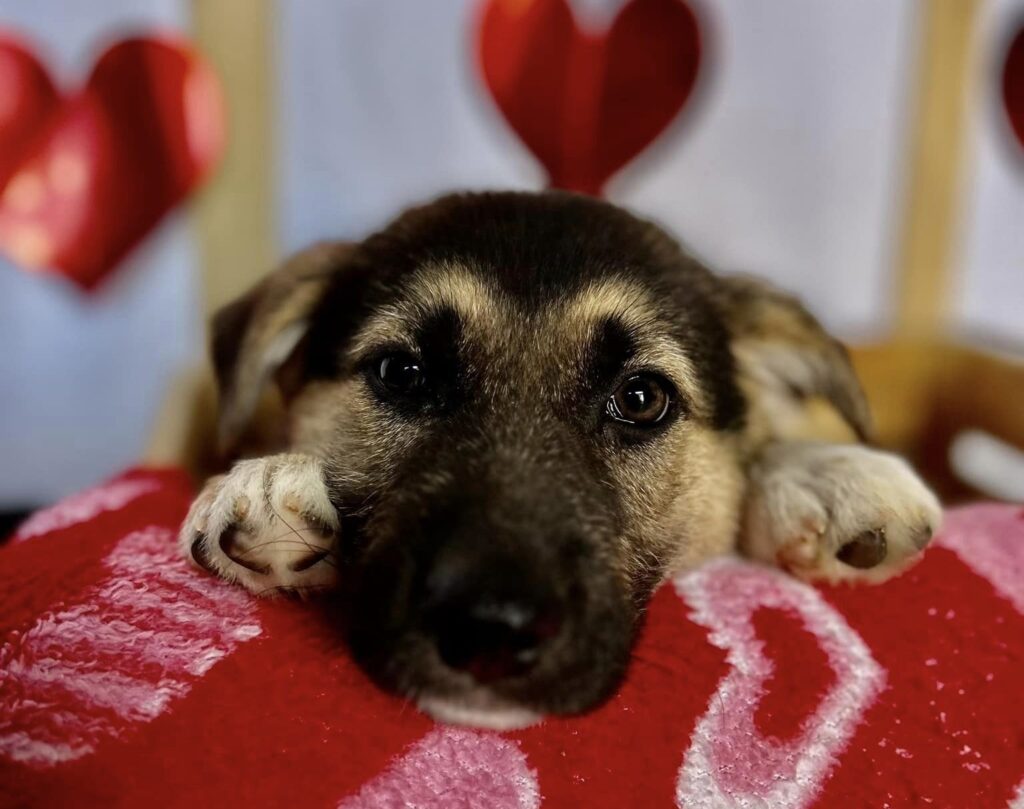 Home - Saving Paws Rescue Arizona