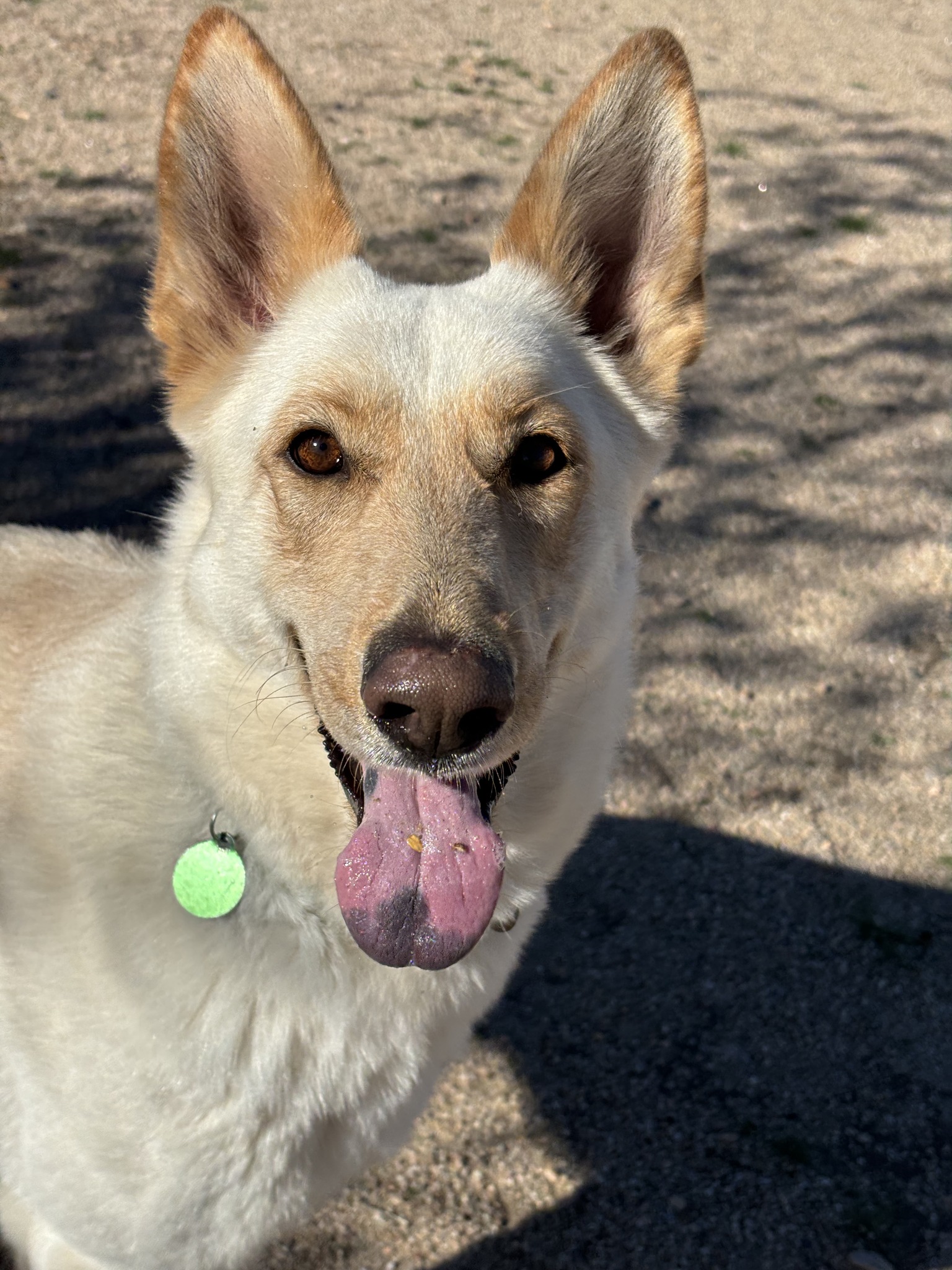 Home - Saving Paws Rescue Arizona