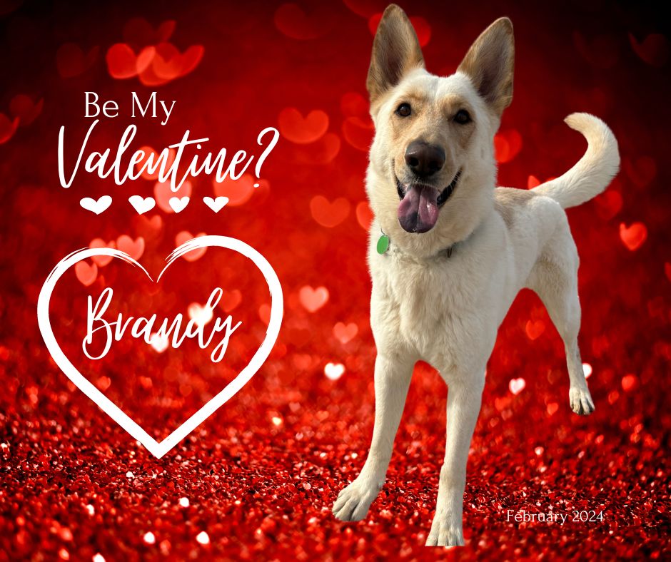 Home - Saving Paws Rescue Arizona