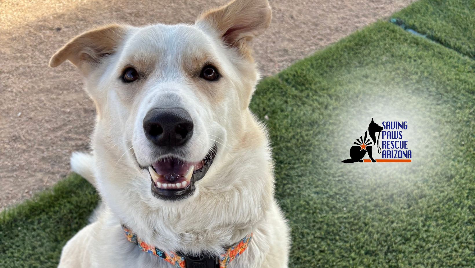 Home - Saving Paws Rescue Arizona